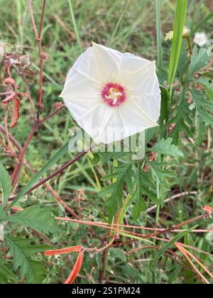Alamo vine (Distimake dissectus Stock Photo - Alamy