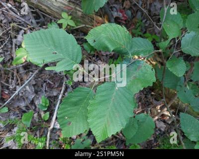 swamp alder (Alnus incana rugosa Stock Photo - Alamy