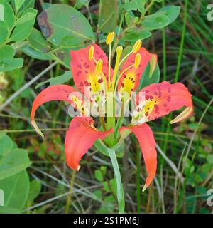 Pine lily (Lilium catesbaei Stock Photo - Alamy