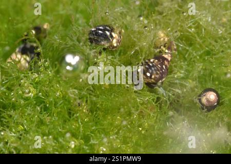 Checkered Periwinkle (Littorina scutulata Stock Photo - Alamy