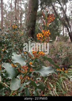 hop bitter-pea (Daviesia latifolia Stock Photo - Alamy