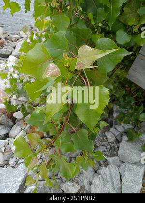 Broad-Leaved Poplar (Populus deltoides deltoides Stock Photo - Alamy