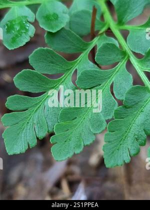 leathery grapefern (Sceptridium multifidum Stock Photo - Alamy