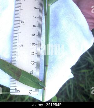 broadleaf signalgrass (Urochloa platyphylla Stock Photo - Alamy