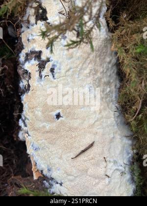 split porecrust (Xylodon paradoxus Stock Photo - Alamy