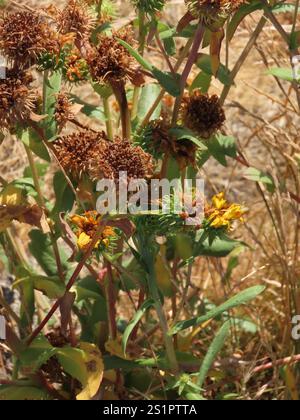 Oregon Gumplant (Grindelia stricta Stock Photo - Alamy