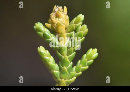 Cypress Gall Midge (Walshomyia cupressi Stock Photo - Alamy