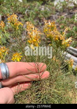 Bloomer's goldenbush (Ericameria bloomeri Stock Photo - Alamy