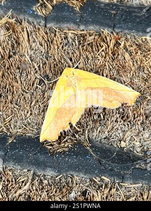 Sharp-lined Yellow (Sicya macularia Stock Photo - Alamy