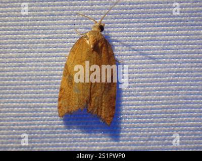 Rhomboid Tortrix (Acleris rhombana Stock Photo - Alamy