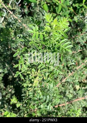 little leaf sumac (Rhus microphylla Stock Photo - Alamy