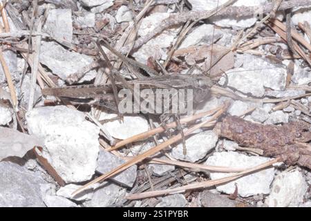 Eastern Grey Bush-cricket (Platycleis grisea Stock Photo - Alamy