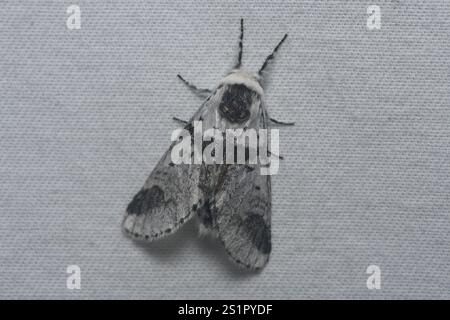 Zigzag Furcula Moth (Furcula scolopendrina Stock Photo - Alamy