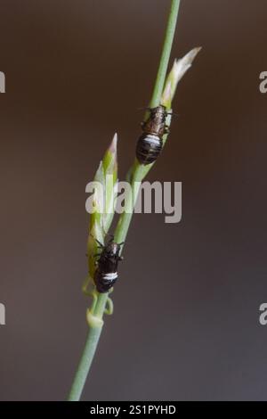 True Hoppers (Auchenorrhyncha Stock Photo - Alamy