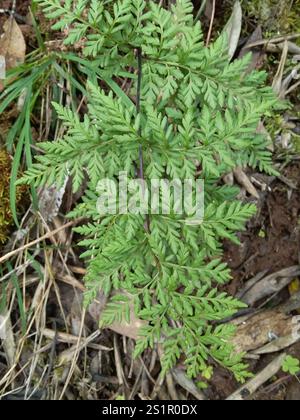Rock Fern (Cheilanthes austrotenuifolia Stock Photo - Alamy