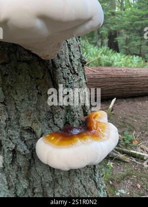 West Coast Reishi (Ganoderma oregonense), Fungi, Olympic, Olympic ...
