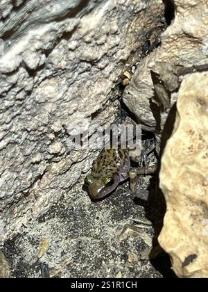 Cliff Chirping Frog Eleutherodactylus marnockii adult on leaf litter ...