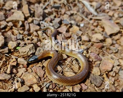 Black-naped Hooded Snake (Suta dwyeri Stock Photo - Alamy
