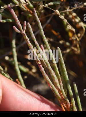 red glasswort (Salicornia rubra Stock Photo - Alamy
