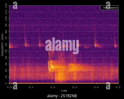 Pygmy Pipistrelle (Pipistrellus pygmaeus Stock Photo - Alamy