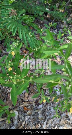 Cuban jute (Sida rhombifolia Stock Photo - Alamy