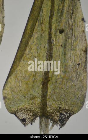 Giant Calliergon Moss (Calliergon giganteum Stock Photo - Alamy