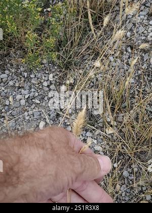 Crested Wheatgrass (Agropyron cristatum Stock Photo - Alamy