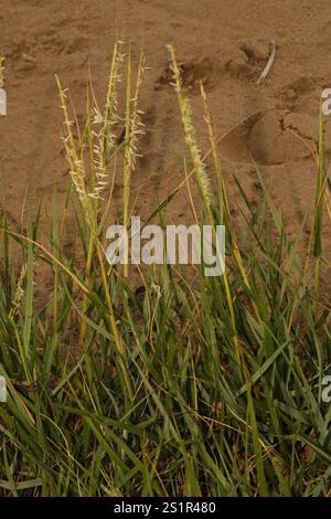common cordgrass (Sporobolus anglicus Stock Photo - Alamy
