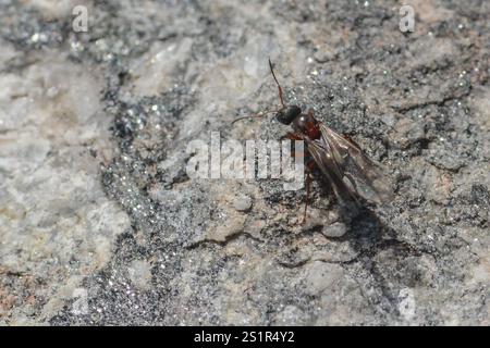 New World Red Bearded Ant (Formica neorufibarbis Stock Photo - Alamy