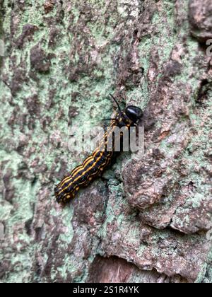 Orange-tipped Oakworm Moth (Anisota senatoria) Insecta Stock Photo - Alamy