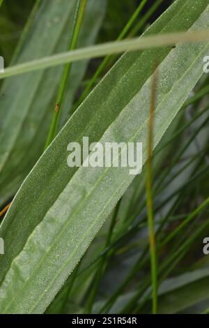 Alaska Plantain (Plantago macrocarpa Stock Photo - Alamy