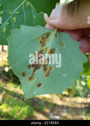 Poplar gall mite (Phyllocoptes populi Stock Photo - Alamy