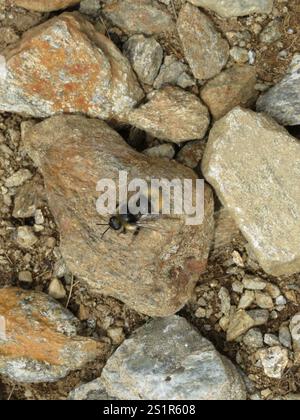 Deceptive Bumble Bee (Bombus mendax Stock Photo - Alamy