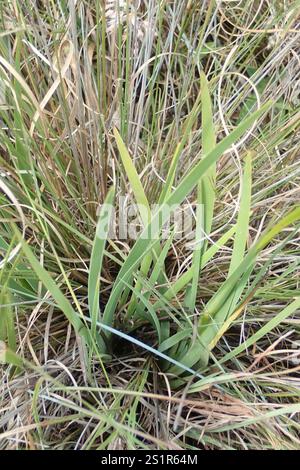 Khahla Capeblue (Aristea torulosa Stock Photo - Alamy