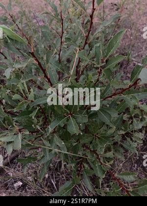 sand cherry (Prunus pumila Stock Photo - Alamy