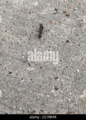 Black Webspinner (Oligotoma nigra Stock Photo - Alamy