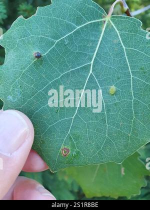 Poplar gall mite (Phyllocoptes populi Stock Photo - Alamy
