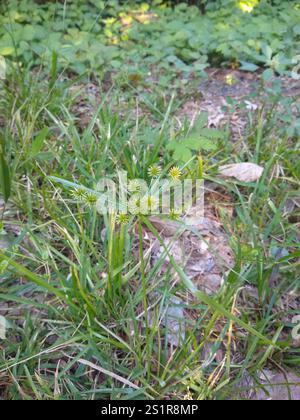 Baldwin's Flatsedge (Cyperus croceus Stock Photo - Alamy
