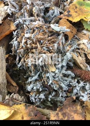 stinking earthfan (Thelephora palmata Stock Photo - Alamy