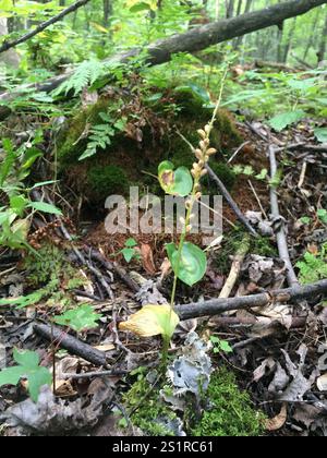 White Adder's-mouth (Malaxis brachypoda Stock Photo - Alamy