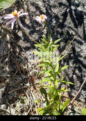 bog aster (Oclemena nemoralis Stock Photo - Alamy