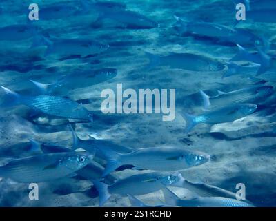 Fringelip Mullet (Moolgarda crenilabis Stock Photo - Alamy
