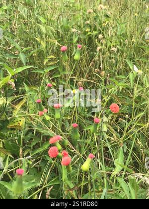 Red Tasselflower (Emilia fosbergii Stock Photo - Alamy