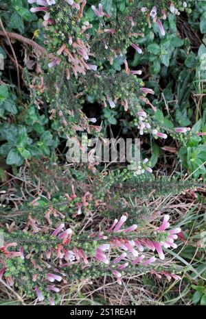 Erica Perspicua Prince Of Wales Heath Mountain Fynbos Ericaceae South ...