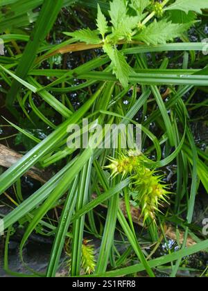 hop sedge (Carex lupulina Stock Photo - Alamy
