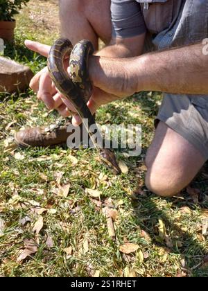 Southern African Python (Python natalensis Stock Photo - Alamy