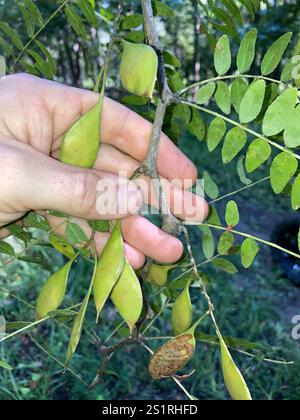 Water locust (Gleditsia aquatica Stock Photo - Alamy