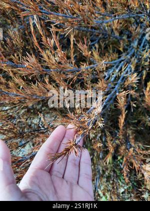 Inaka (Dracophyllum longifolium Stock Photo - Alamy