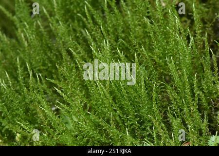 Giant Calliergon Moss (Calliergon giganteum Stock Photo - Alamy