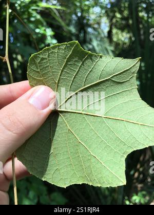 graybark grape (Vitis cinerea Stock Photo - Alamy